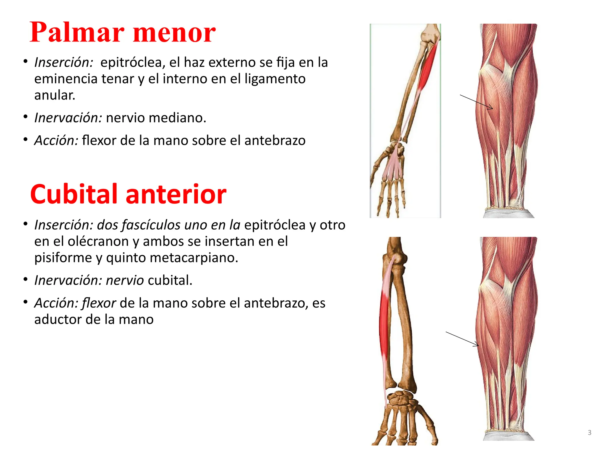 anatomia de la mano Antebrazo-y-Mano.pdf