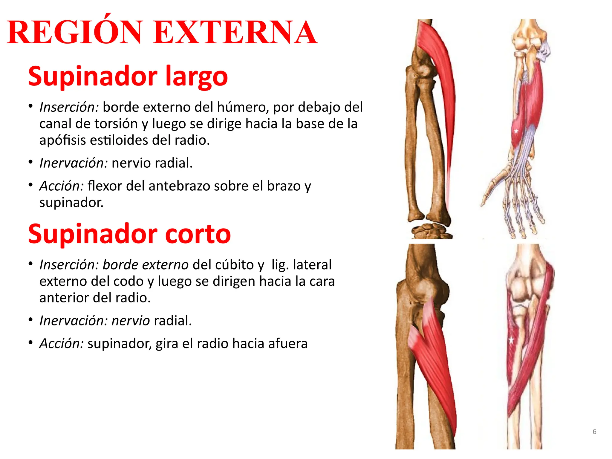anatomia de la mano Antebrazo-y-Mano.pdf