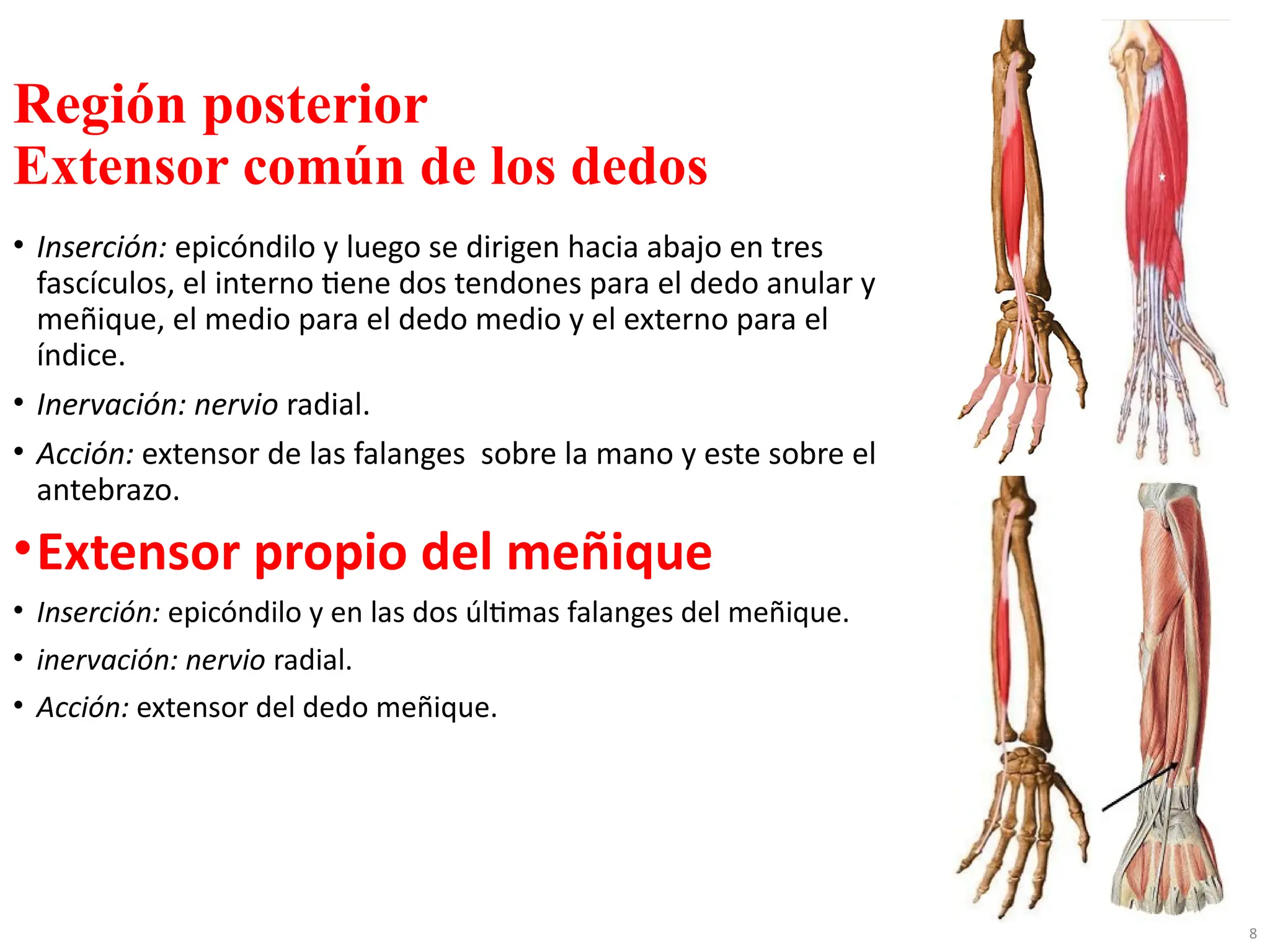 anatomia de la mano Antebrazo-y-Mano.pdf