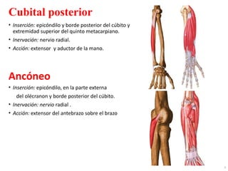 anatomia de la mano Antebrazo-y-Mano.pdf