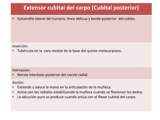 Antebrazo presentación de anatomia 1 Tegucigalpa | PDF