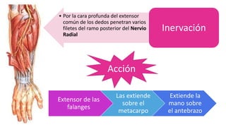 Antebrazo músculos externos y posteriores | PPTX