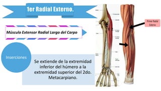 Antebrazo músculos externos y posteriores | PPTX