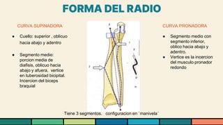 ANTEBRAZO Y PRONOSUPINACION.pptx