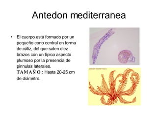 Antedon Mediterranea | PPT | Reptiles | Pets