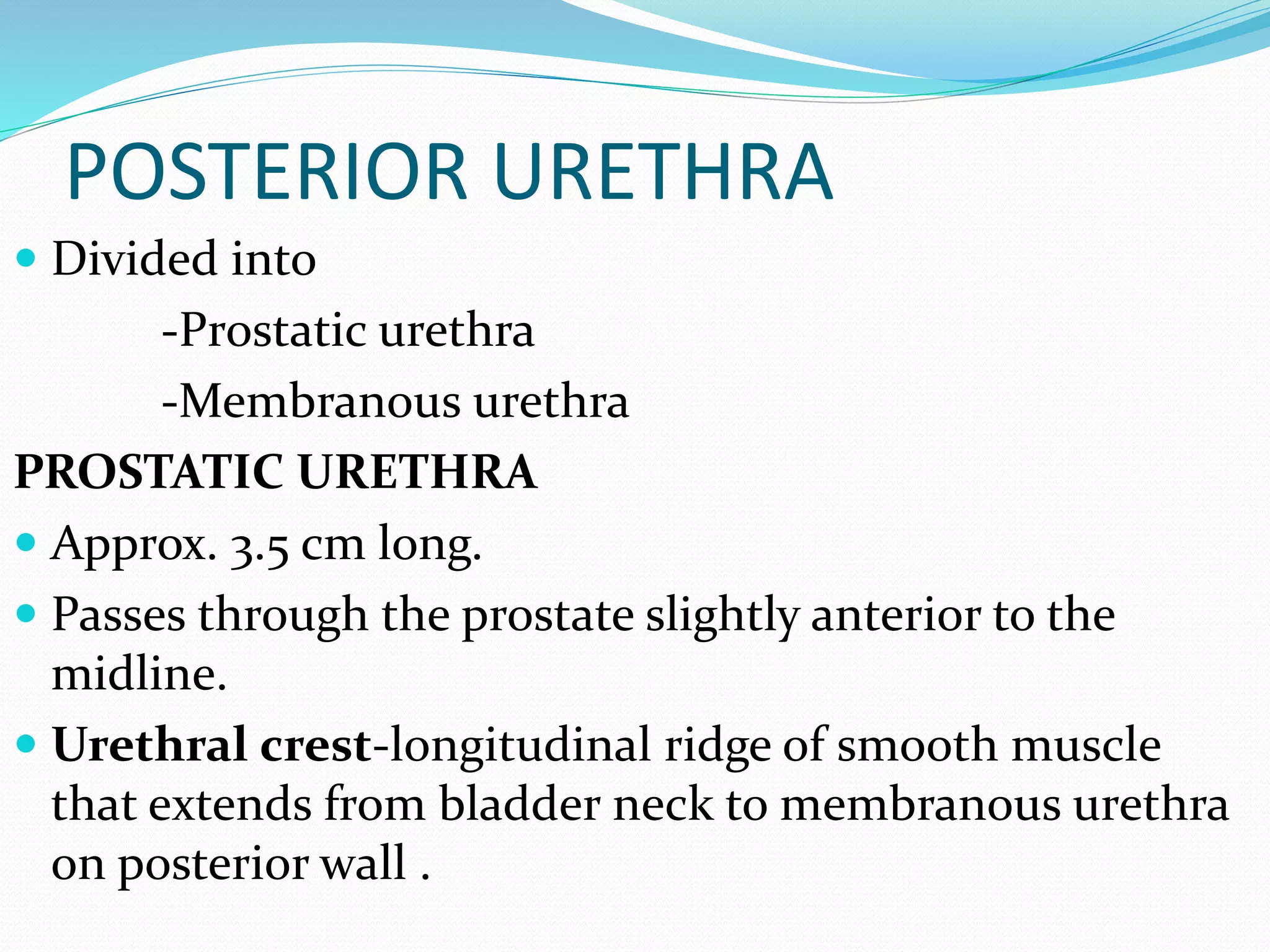 Antegrade & retrograde urethrogram | PPTX