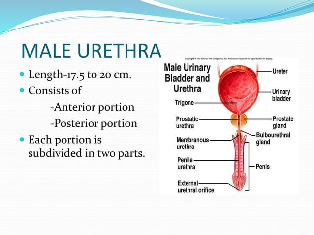 Antegrade & retrograde urethrogram | PPTX | Medical Tests | Medical Health