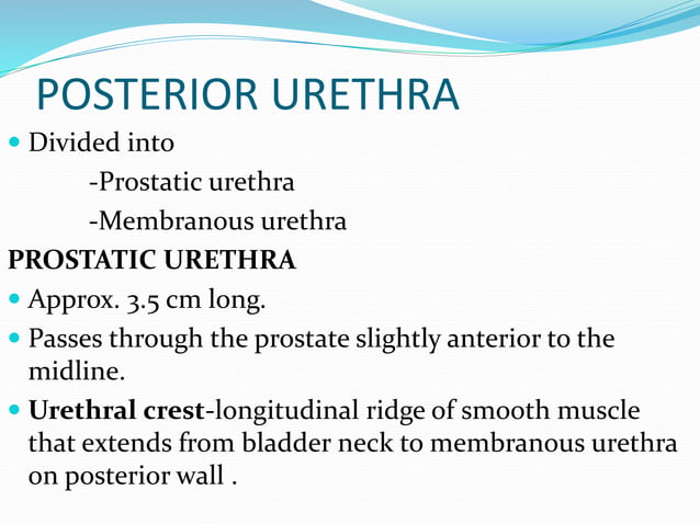 Antegrade & retrograde urethrogram | PPT Antegrade & retrograde urethrogram | PPT