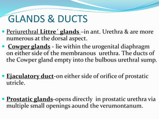 Antegrade & retrograde urethrogram | PPT