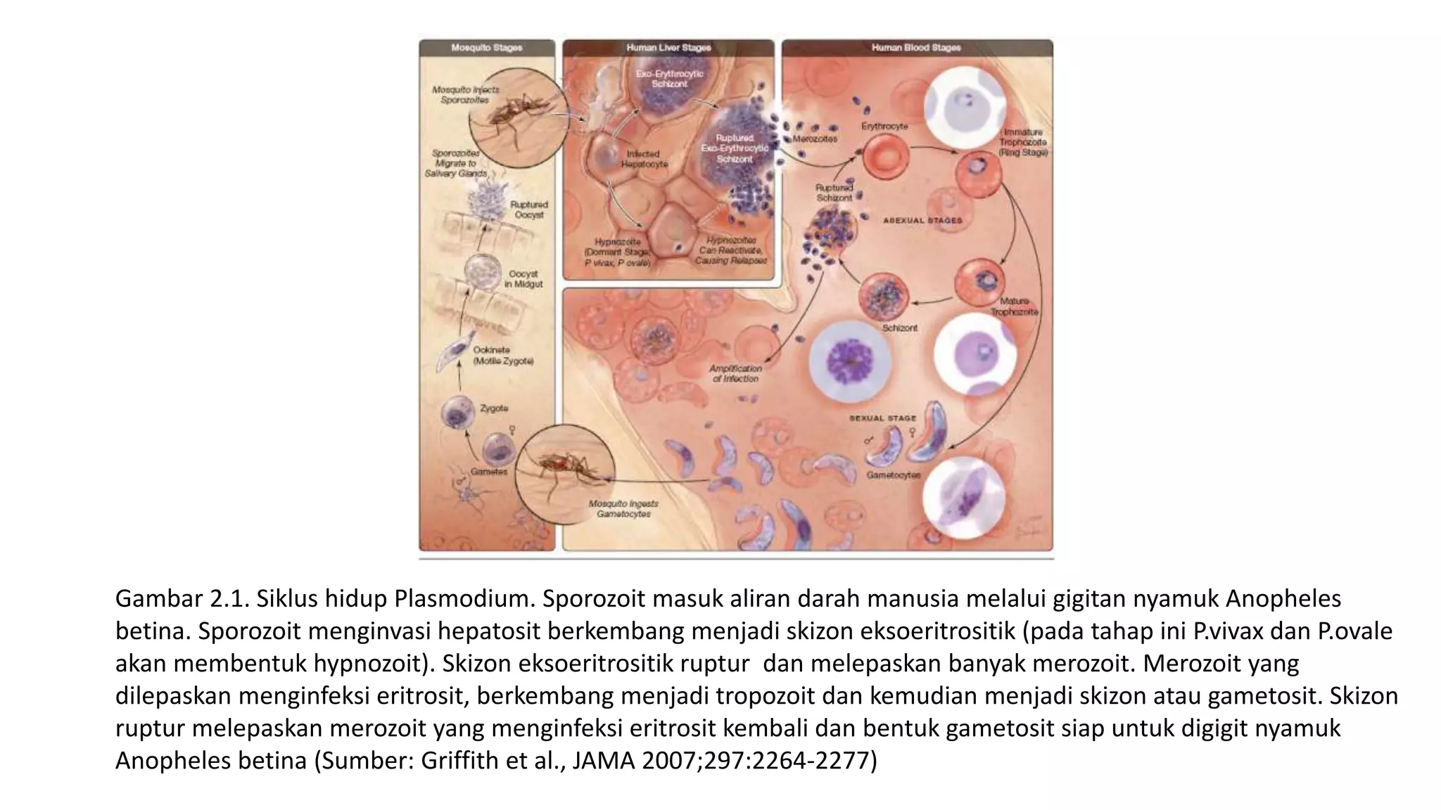 Antelmintik & antiplasmodium 260218 | PPTX