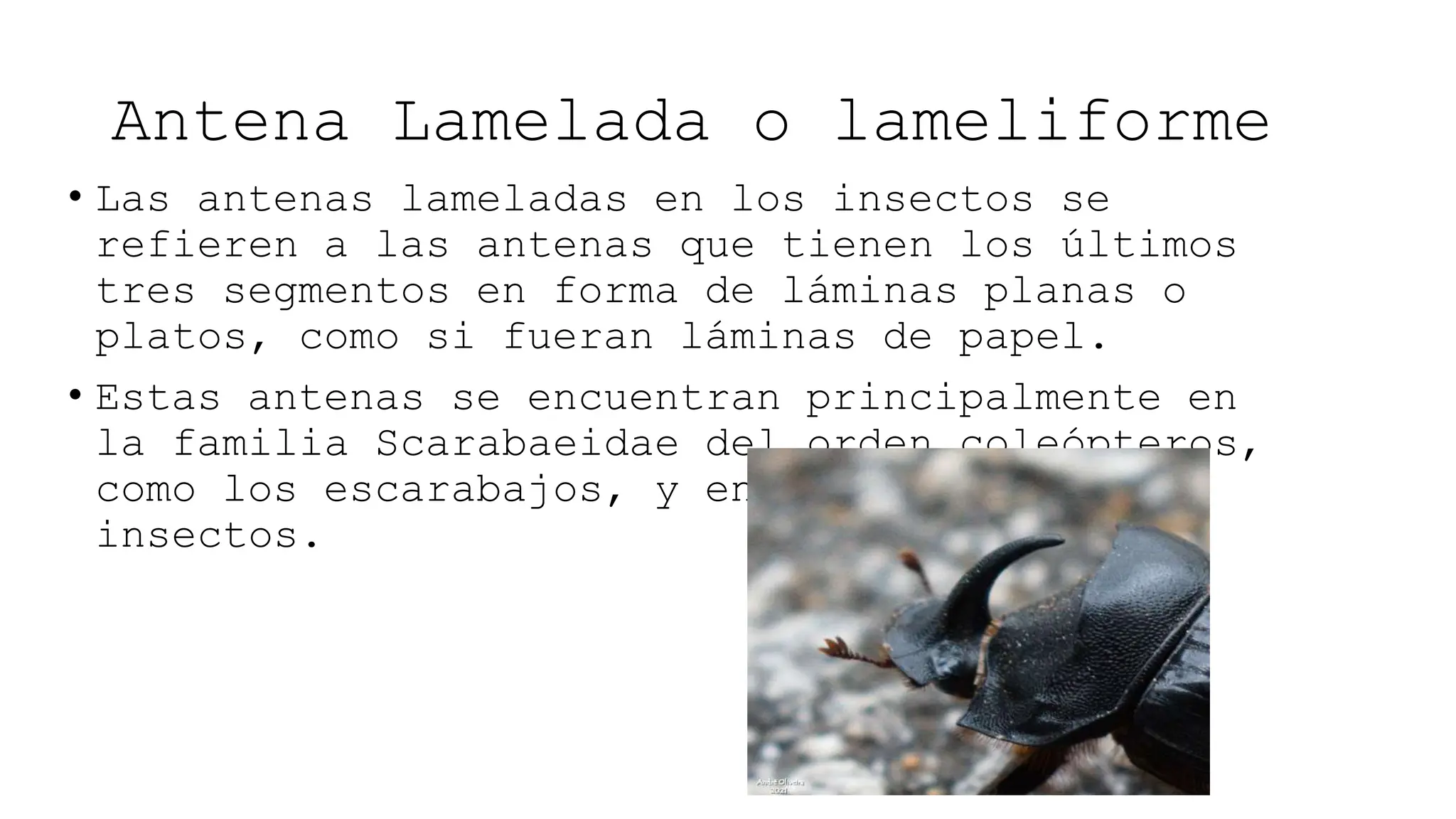 Antenas Lamelada de las partes y tipos del insecto | PPTX