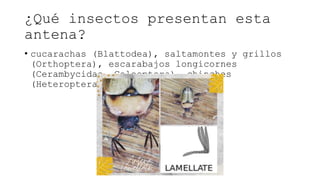 Antenas Lamelada de las partes y tipos del insecto | PPTX