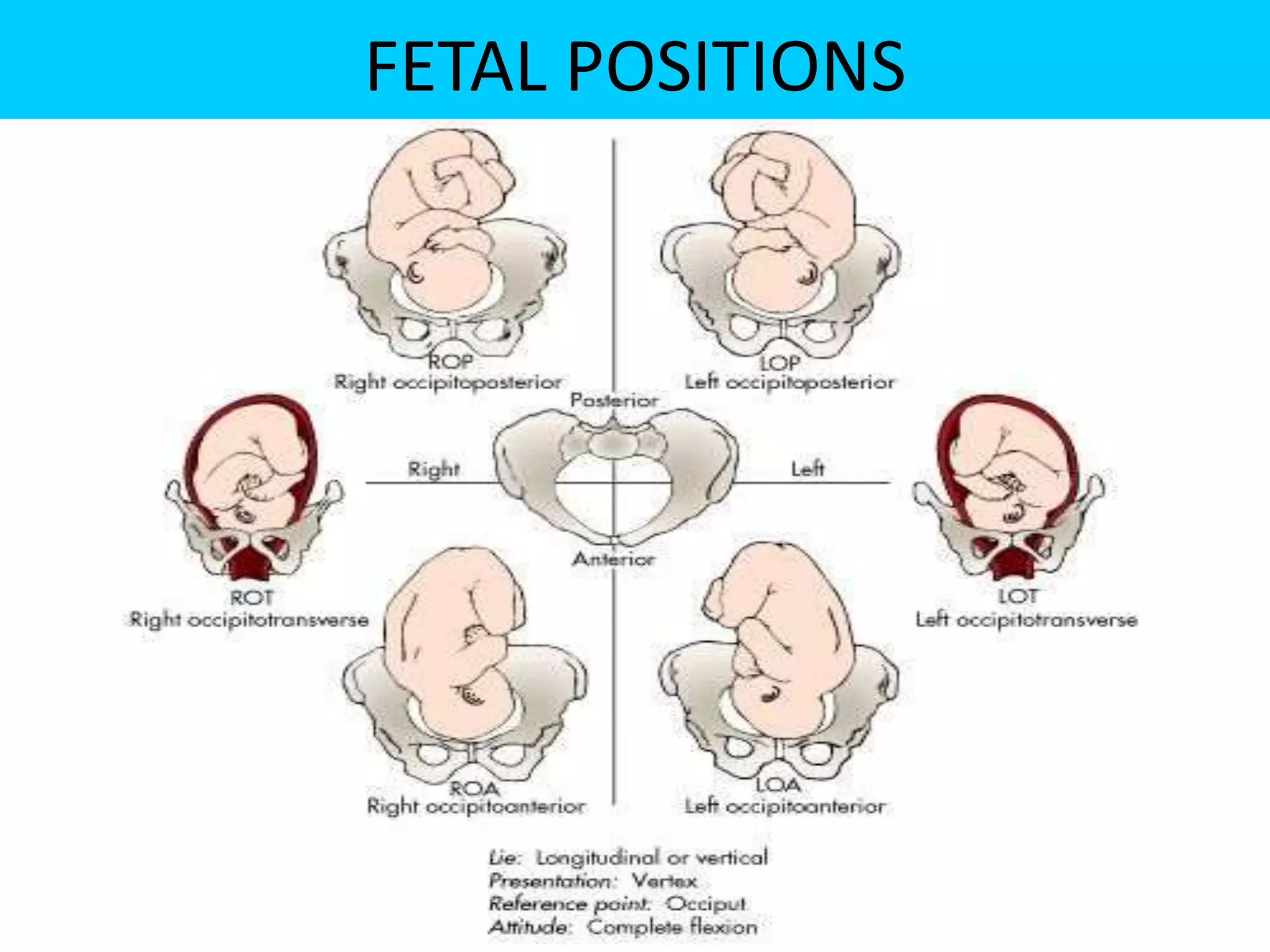 Antenatal care and examination | PPTX
