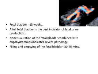 Antenatal diagnosis of kidney diseases | PPTX