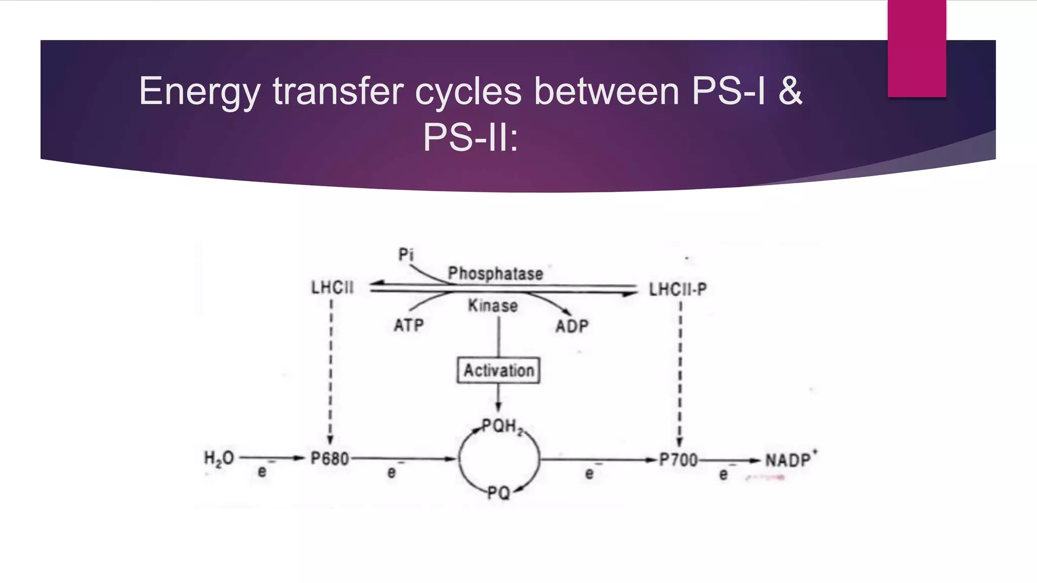 Antenna Complex Light-Harvesting Complex.pptx