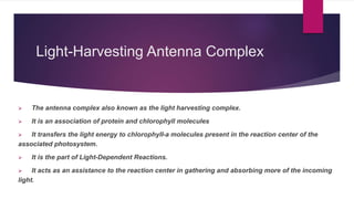 Antenna Complex Light-Harvesting Complex.pptx | Chemistry | Science