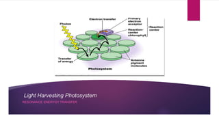 Antenna Complex Light-Harvesting Complex.pptx