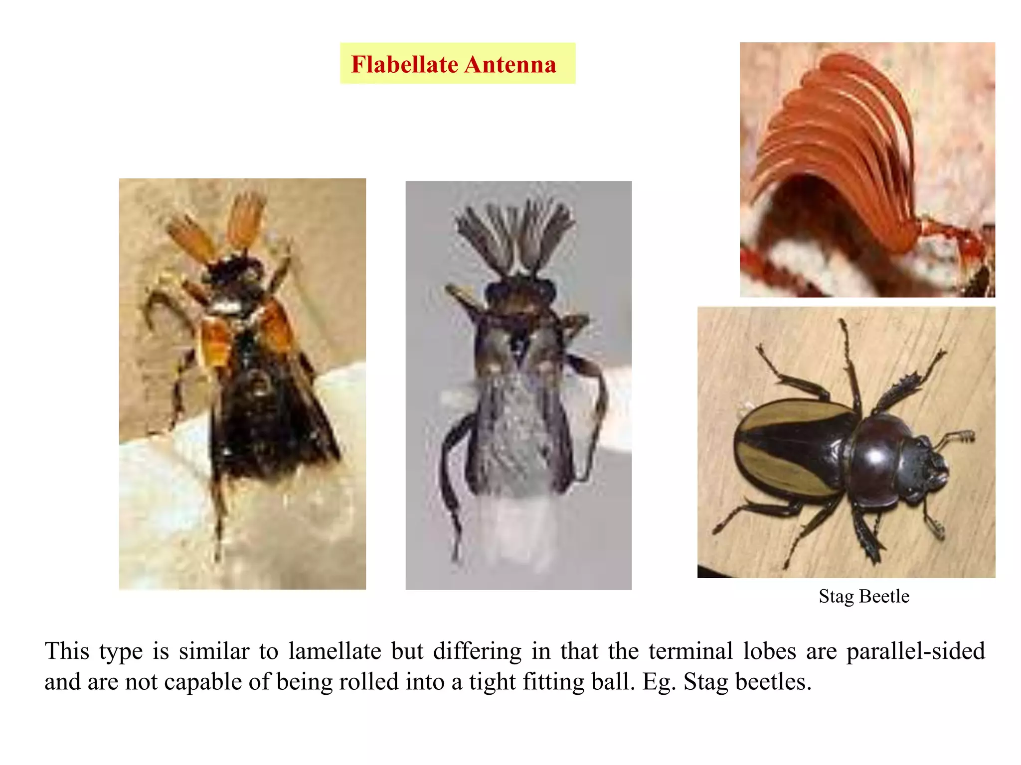 Antennae | PPTX