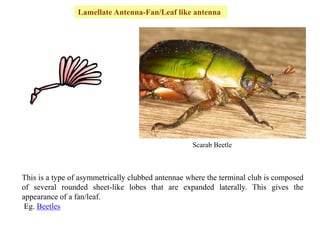 Antennae | PPTX