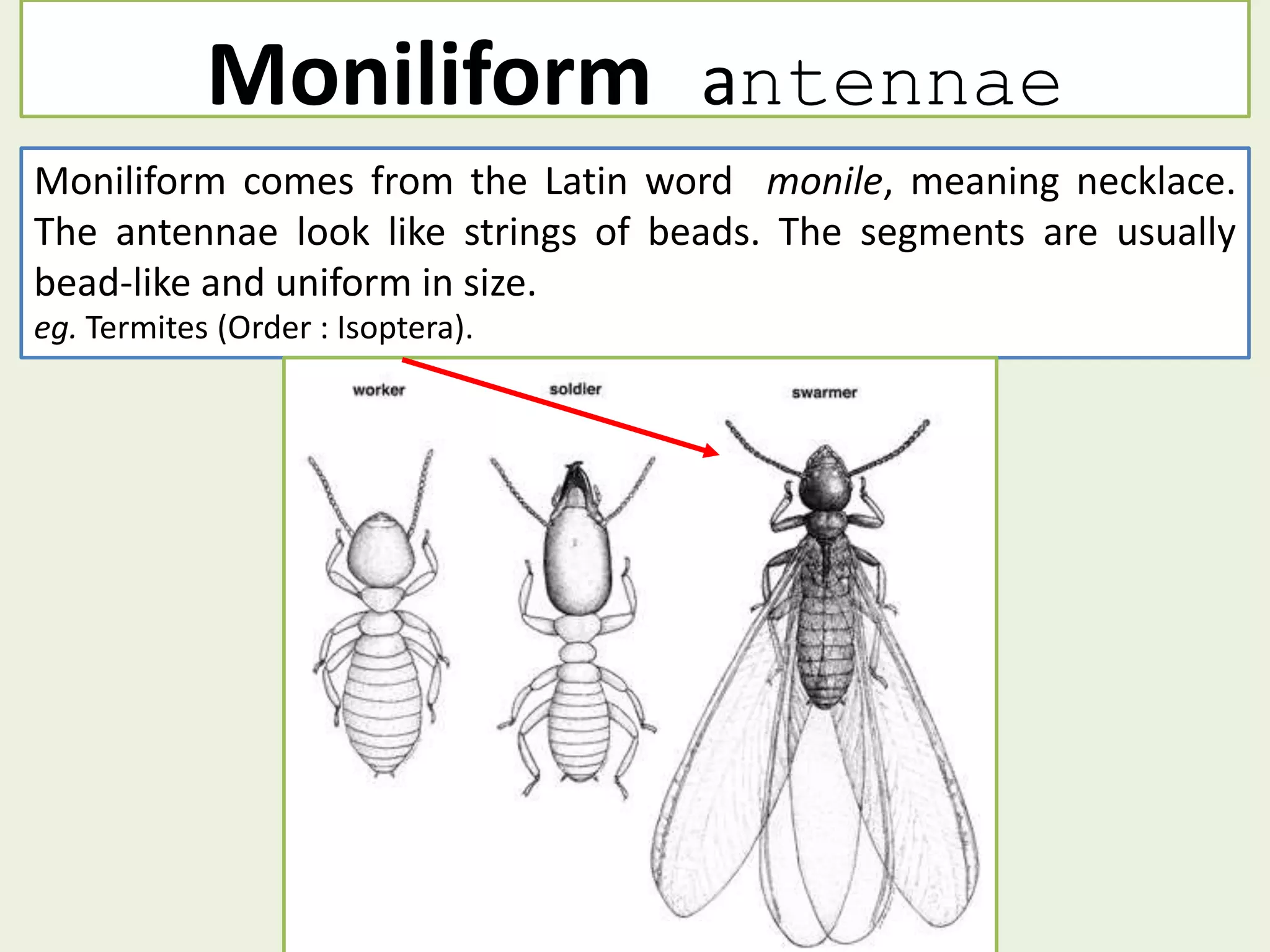 ANTENNAE.pptx