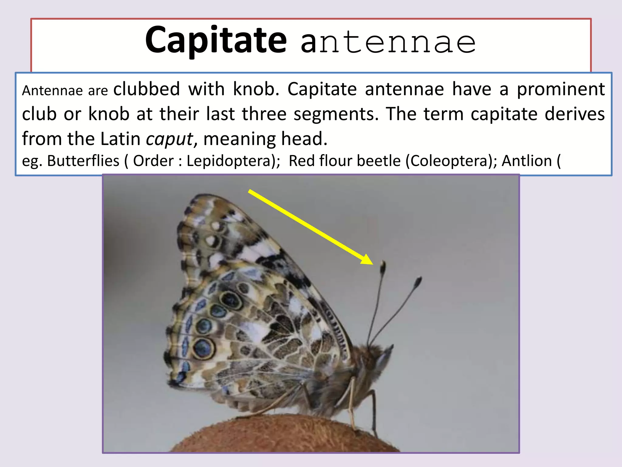 ANTENNAE.pptx