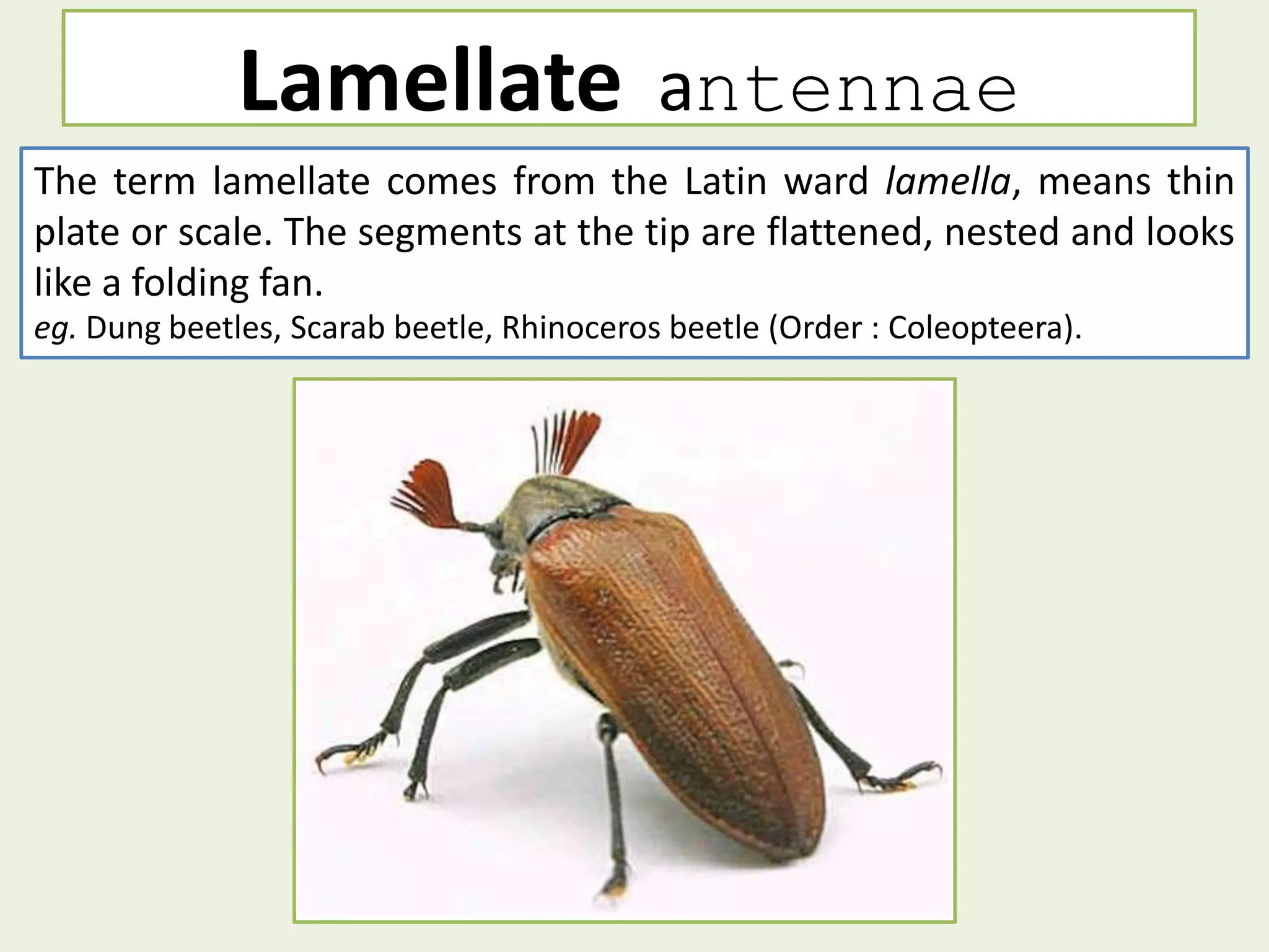 ANTENNAE.pptx