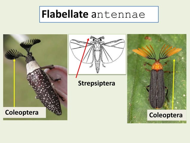 ANTENNAE.pptx | Birdwatching | Hobbies & Interests