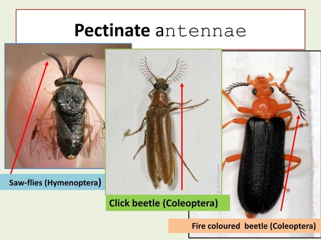 ANTENNAE.pptx | Birdwatching | Hobbies & Interests