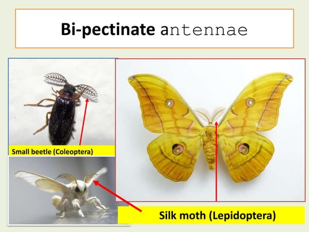 ANTENNAE.pptx | Birdwatching | Hobbies & Interests