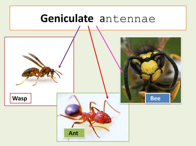 ANTENNAE.pptx | Birdwatching | Hobbies & Interests