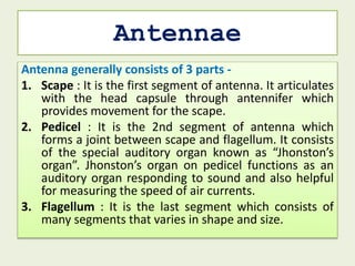 ANTENNAE.pptx