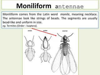 What Is An Antenna (biology)? Definition, Examples,, 54% OFF