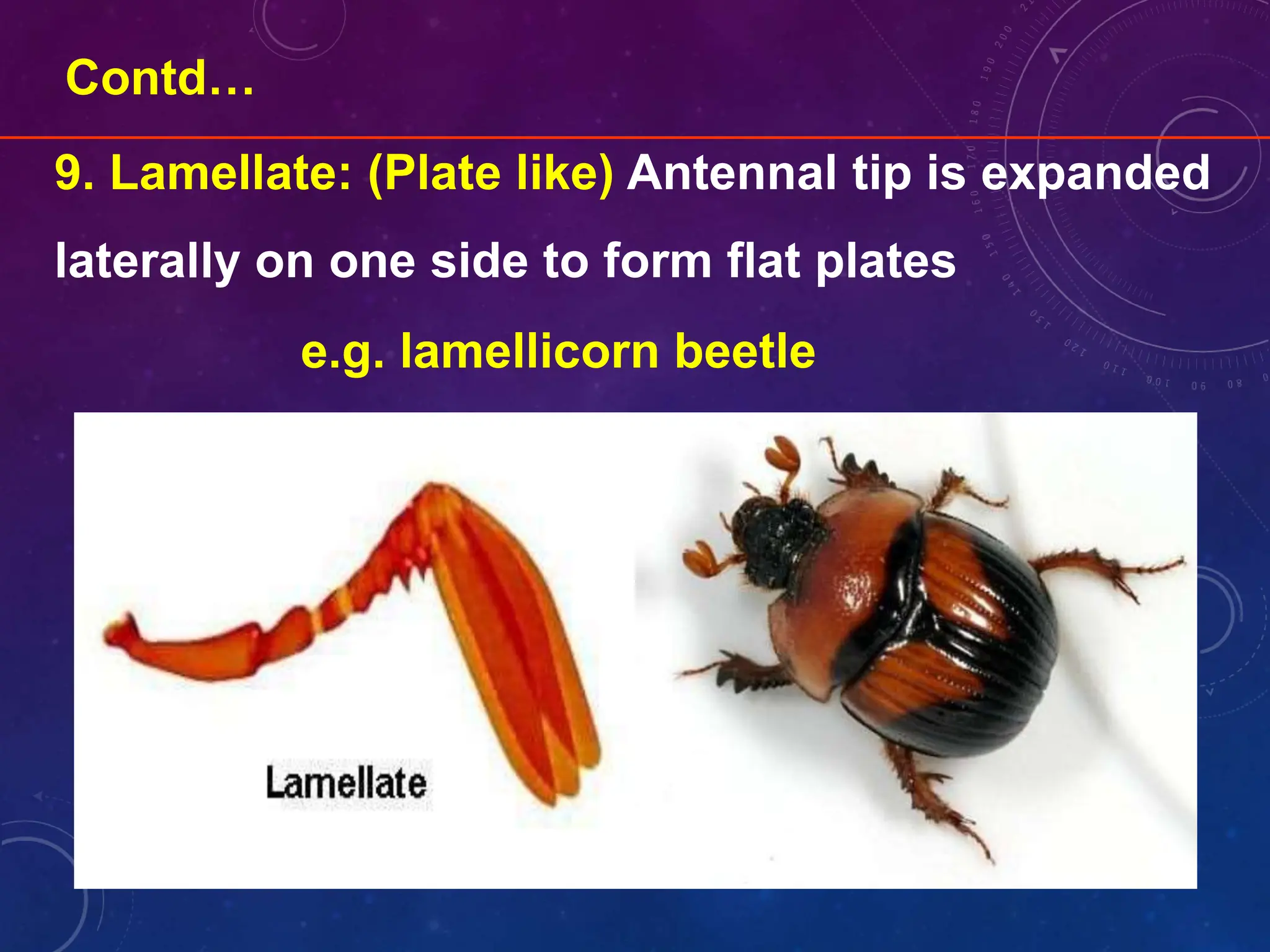 Structure and modification of Antennae.pptx