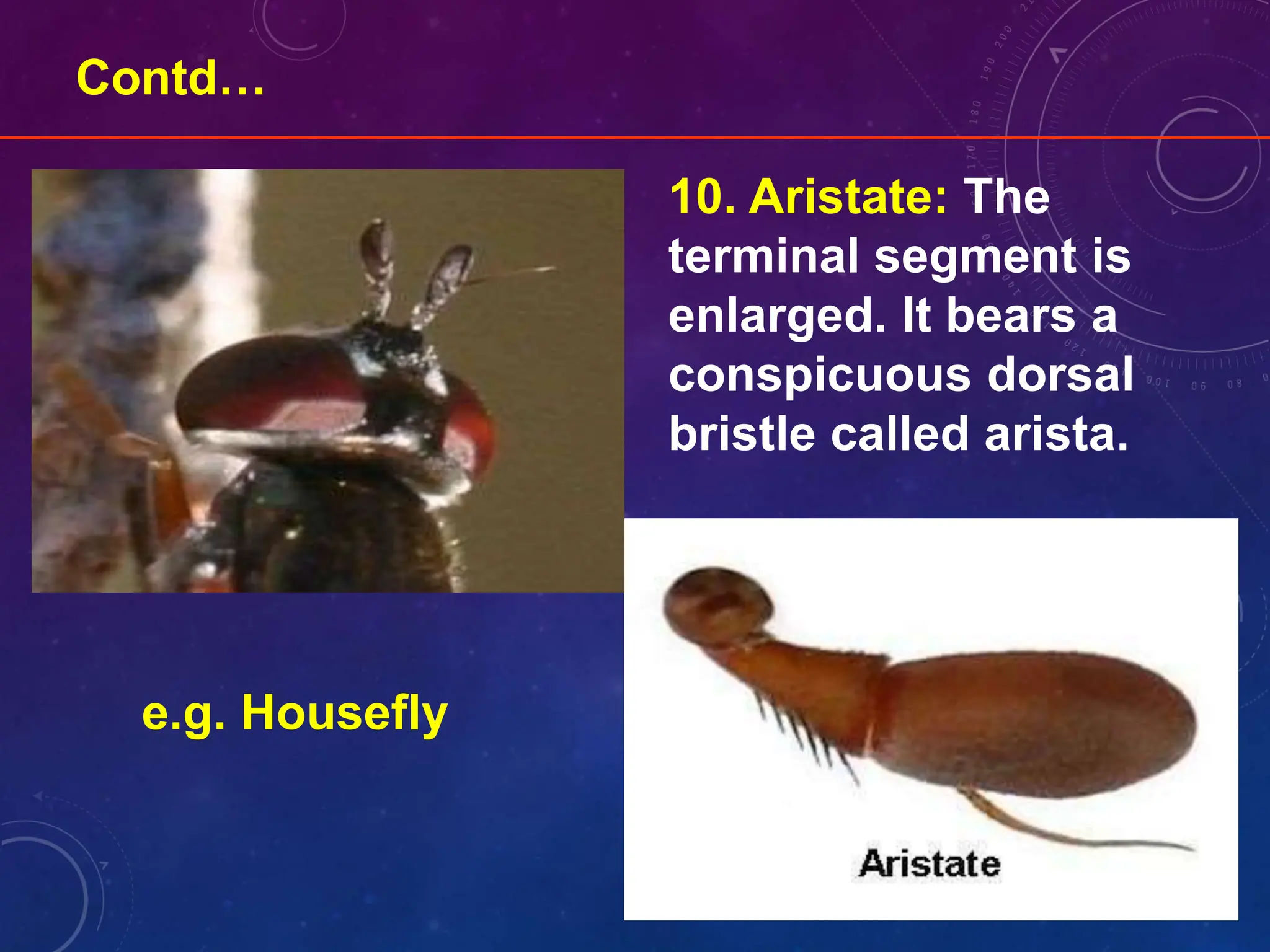 Structure and modification of Antennae.pptx