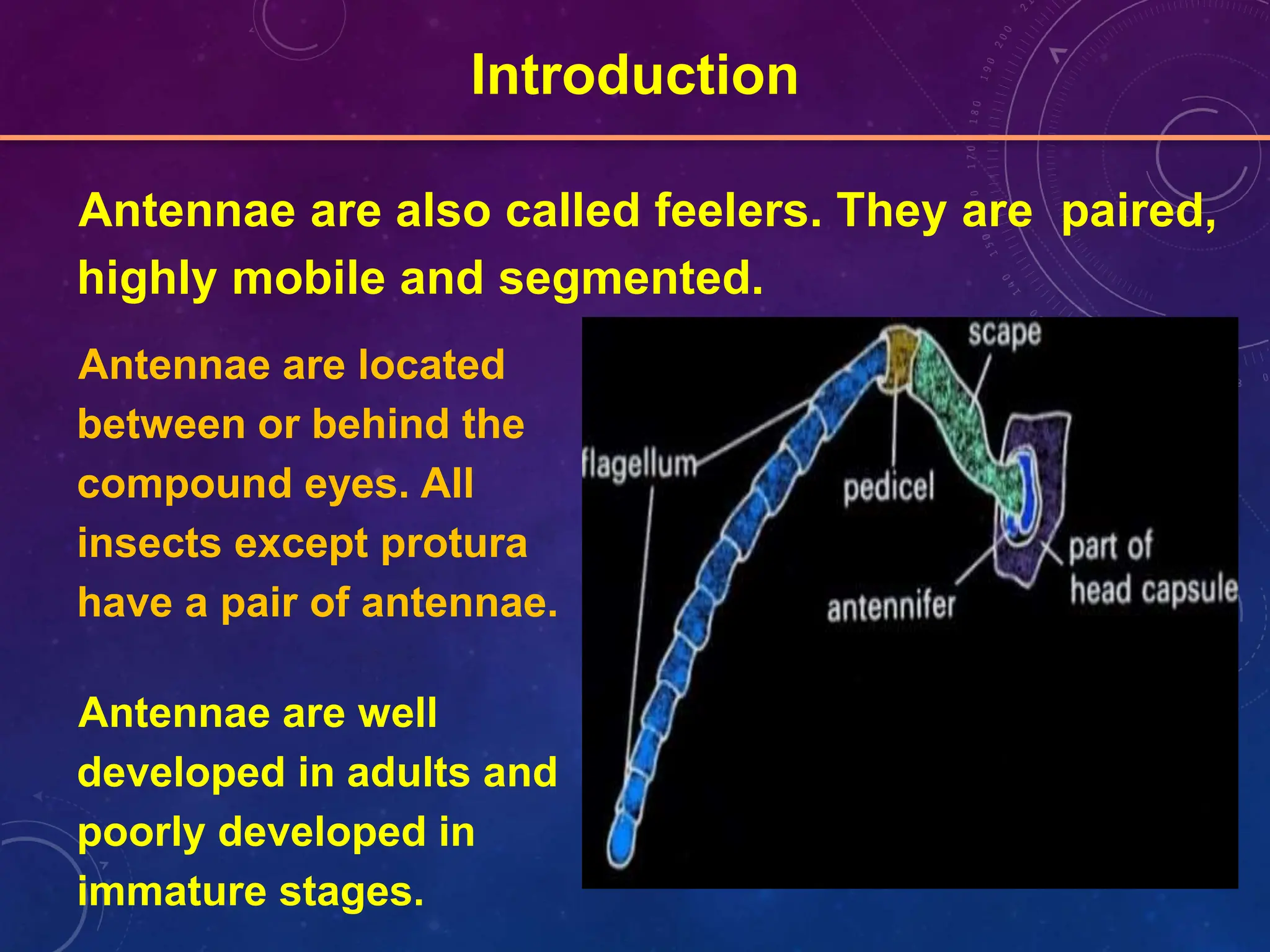 Structure and modification of Antennae.pptx