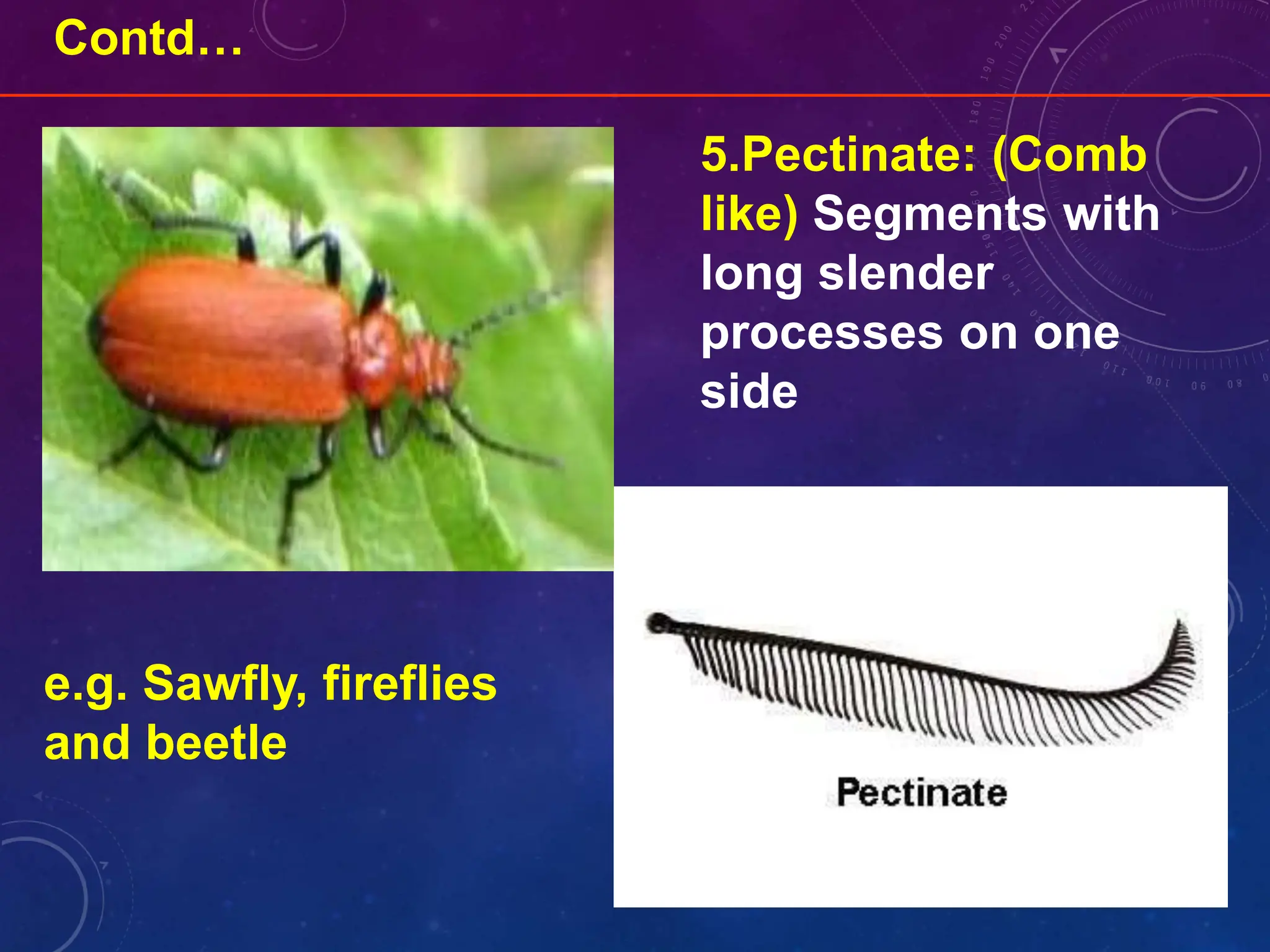 Structure and modification of Antennae.pptx