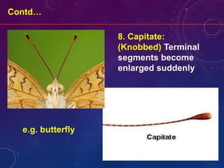 Structure and modification of Antennae.pptx