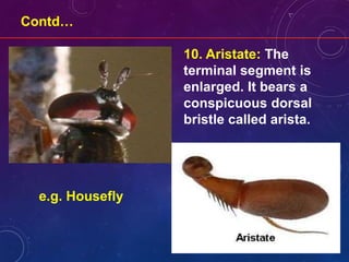 Structure and modification of Antennae.pptx
