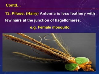 Structure and modification of Antennae.pptx