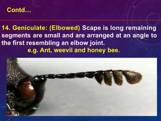 Structure and modification of Antennae.pptx