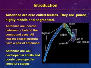 Structure and modification of Antennae.pptx
