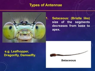 Structure and modification of Antennae.pptx