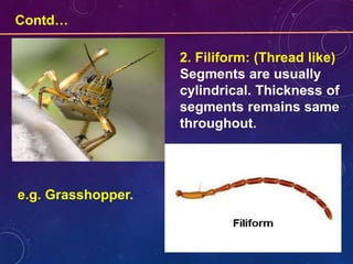 Structure and modification of Antennae.pptx