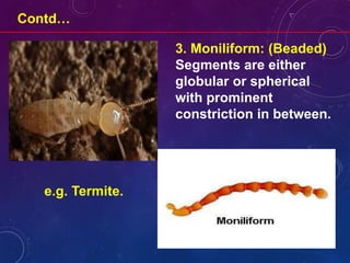 Structure and modification of Antennae.pptx