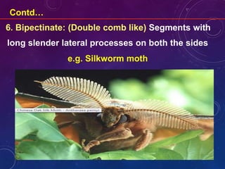 Structure and modification of Antennae.pptx