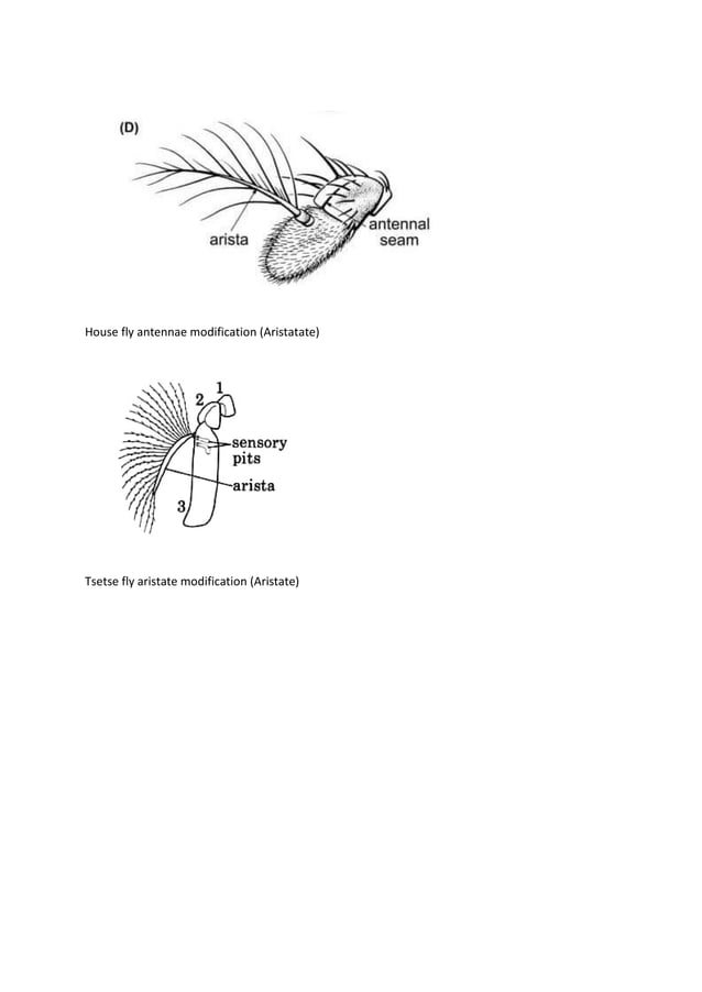 Antennae modifications | PDF