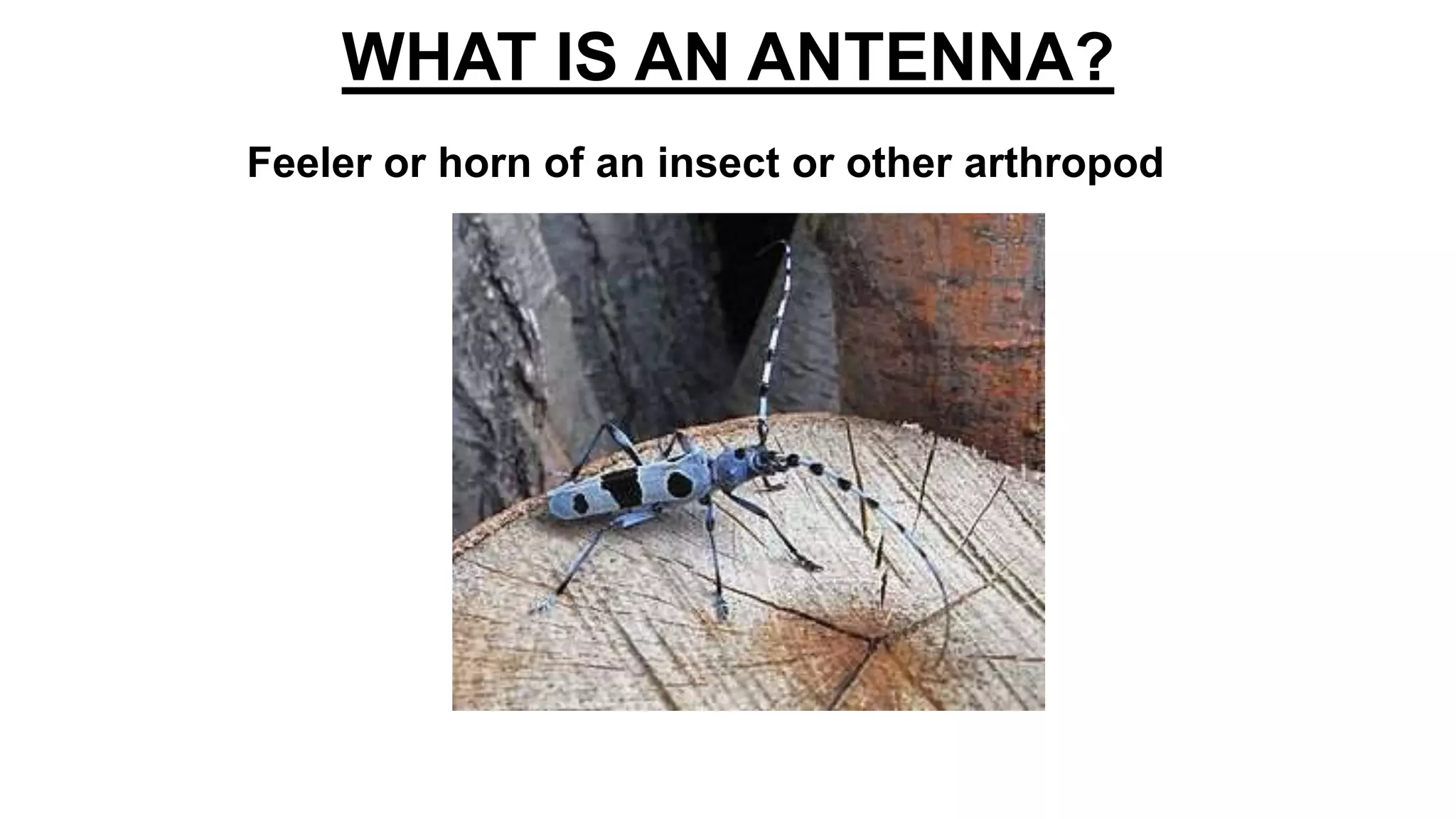 Antenna Types and their impact on the comn sys.pptx