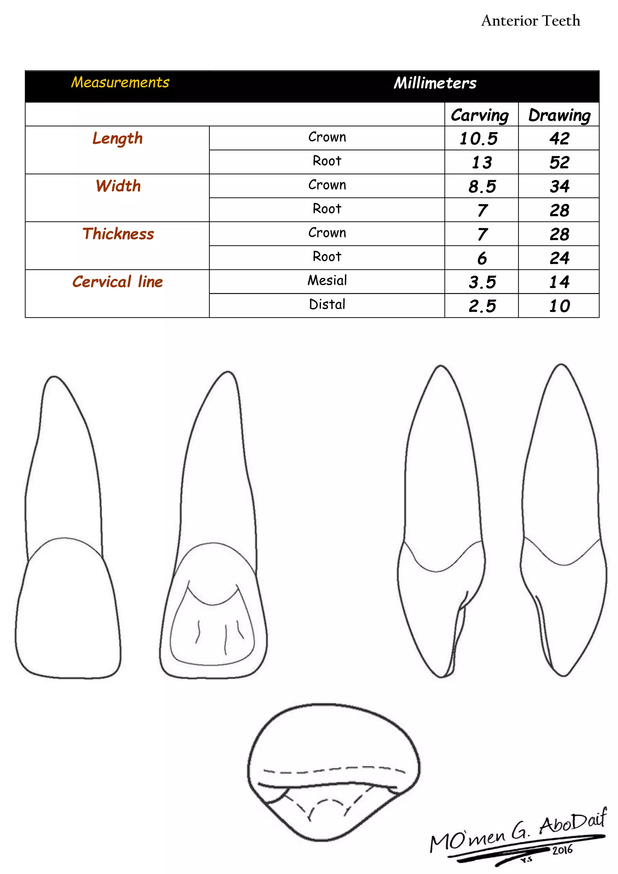 The Anterior Teeth | PDF