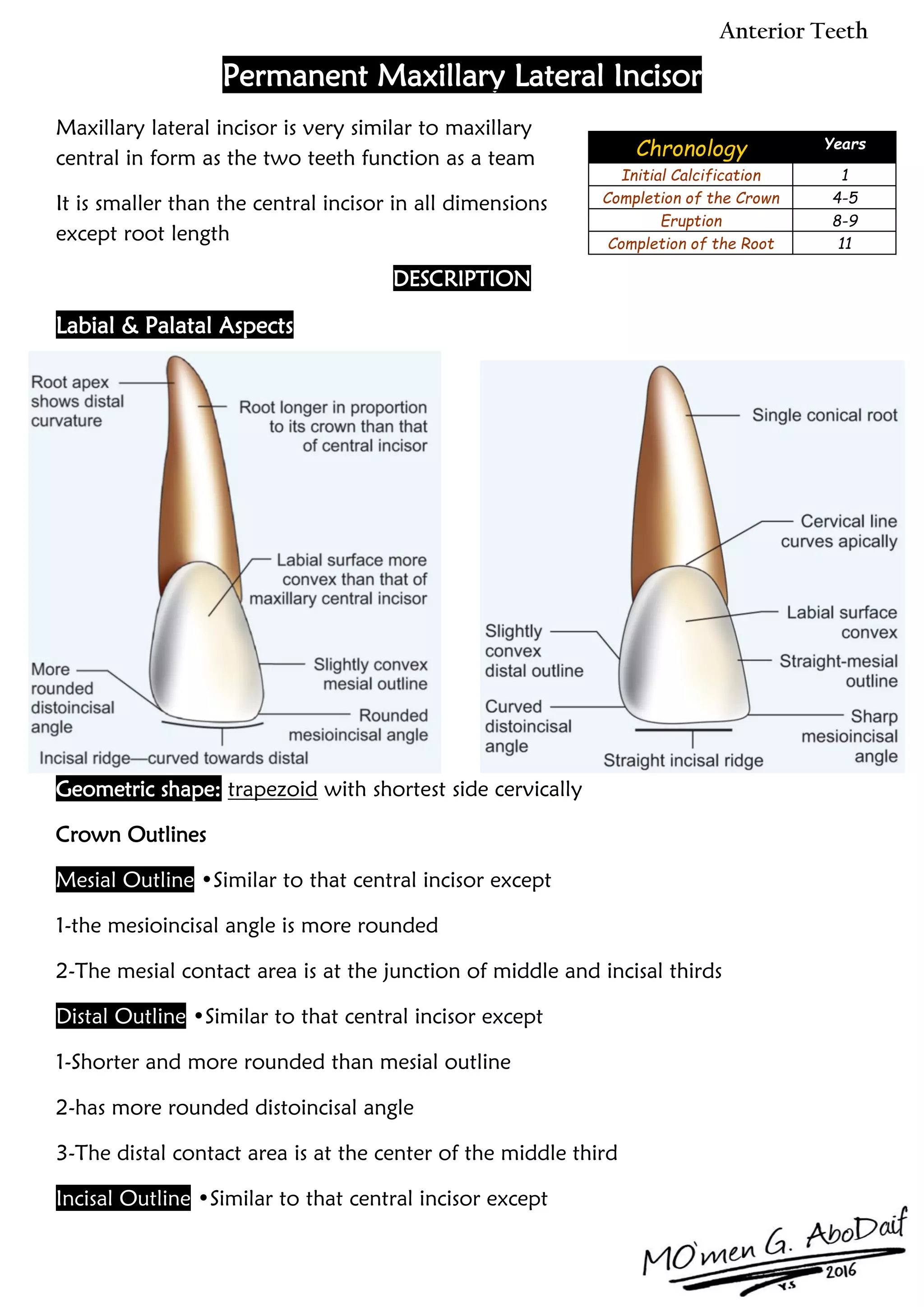 The Anterior Teeth | PDF