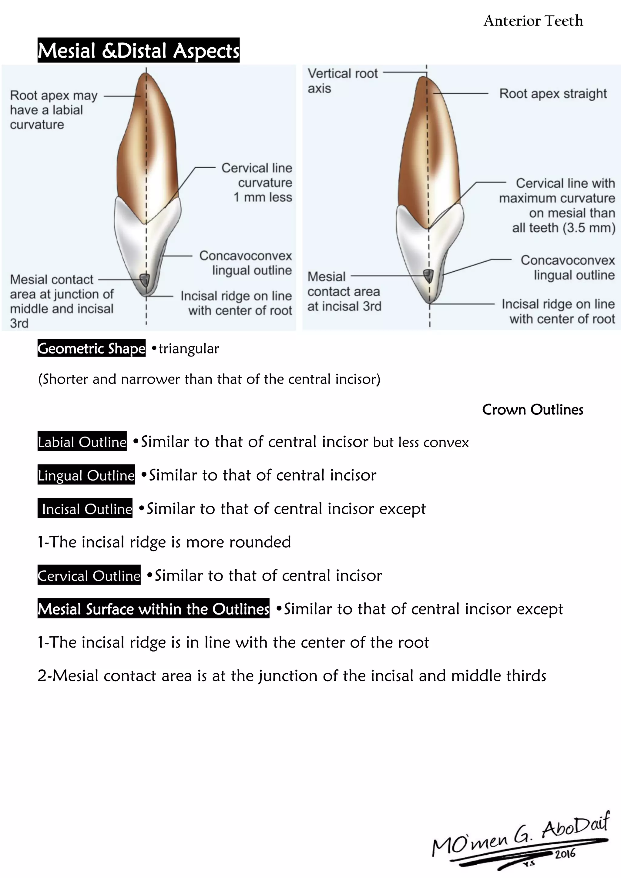 The Anterior Teeth | PDF